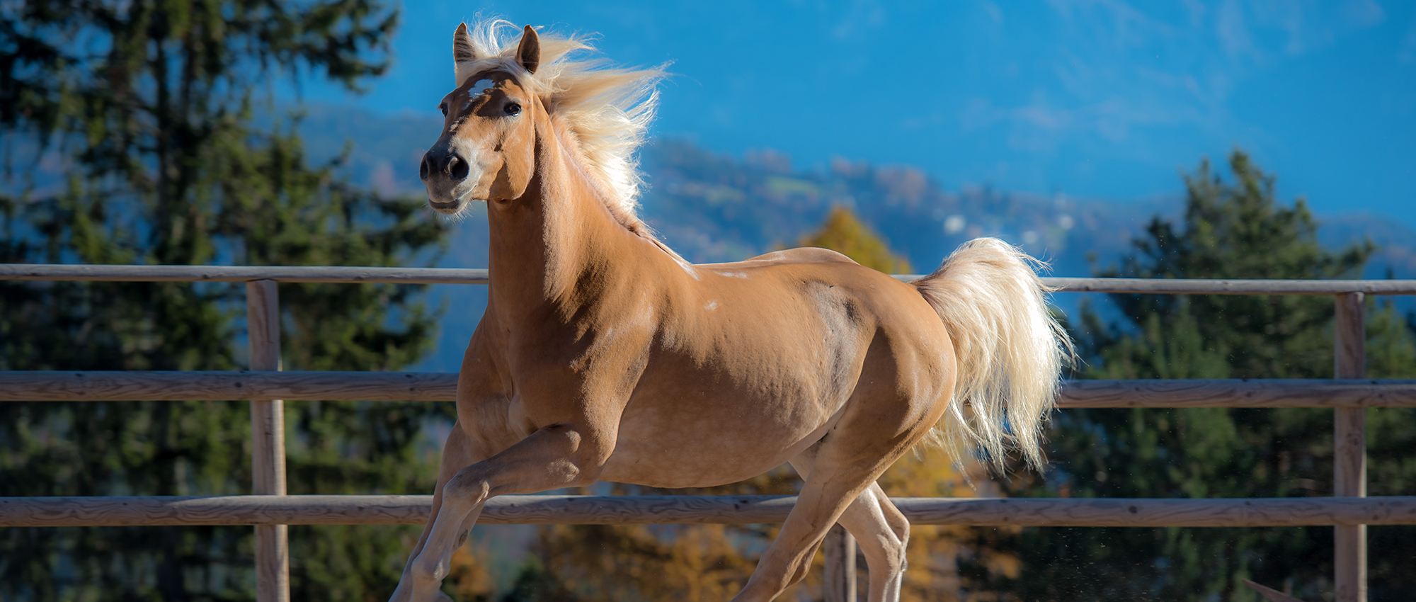 Ieri - Oggi - Domani: il Benessere del Cavallo - Salesiani Piemonte e ...